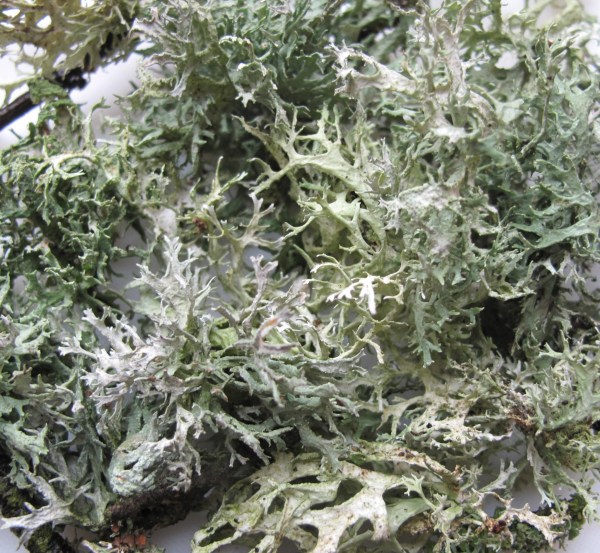 Crispy lichens and cured egg yolks – the forbidden experiment? – Jane Levi